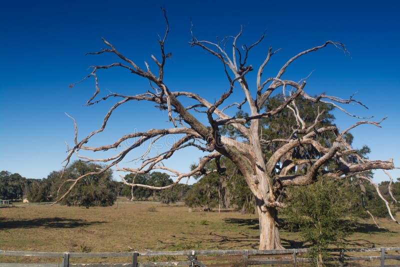 Spooky Tree stock photo. Image of death, grass, gnarled - 49566164