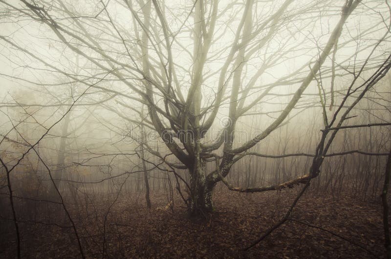 Spooky tree in fog stock photo. Image of halloween, fall - 45563658