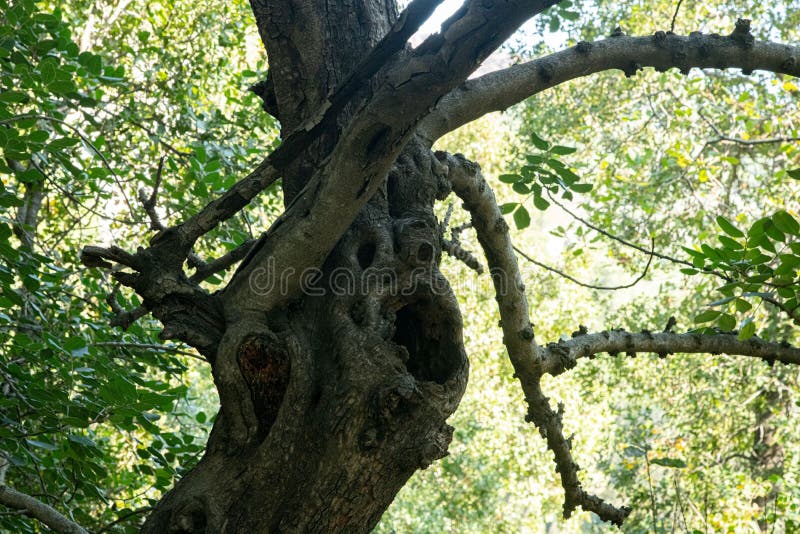 Spooky Tree with a Human Face Shape Stock Photo - Image of backdrop ...