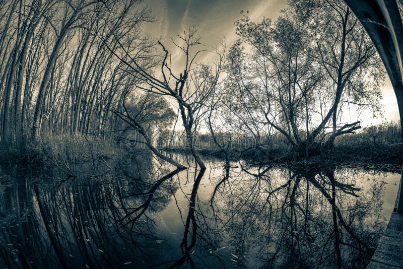Spooky Marsh with Dead Trees Stock Photo - Image of deadwood, marshland ...