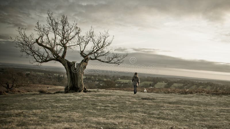 Spooky Tree with Lone Female Stock Photo - Image of bradgate, evening ...