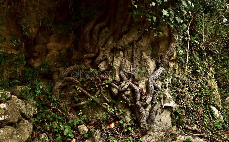 Spooky Tree Roots Growing on a Rock Face. Stock Image - Image of ...