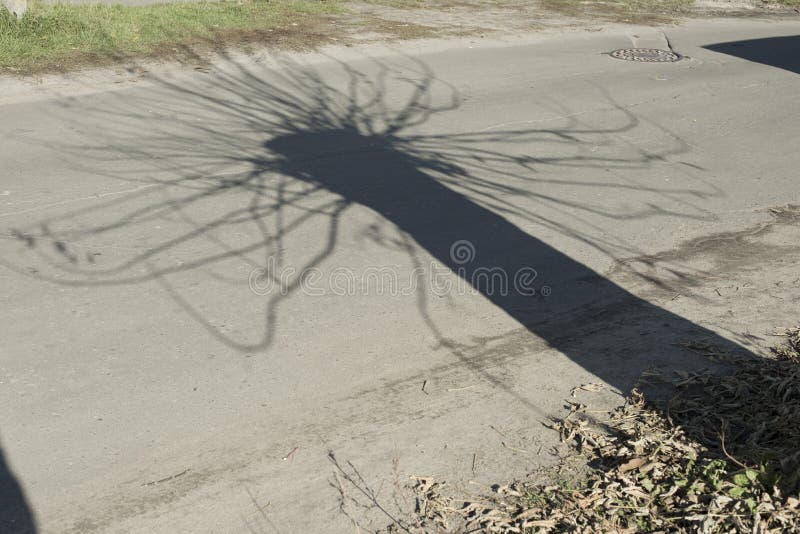 Spooky Shadow Of Dead Tree Leaves In The Dark Night With Blur Yellow ...