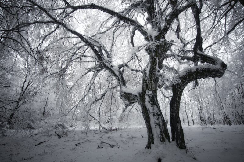 Spooky tree in winter stock image. Image of misty, mystical - 42210073