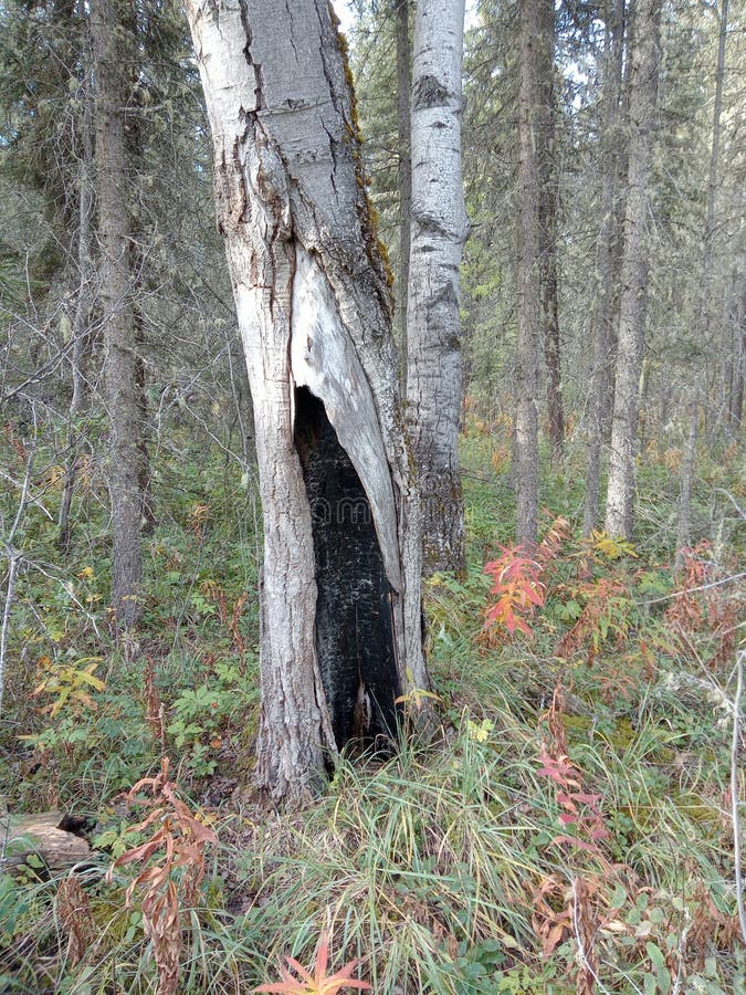 Spooky tree in woods stock image. Image of wild, spooky - 230871829