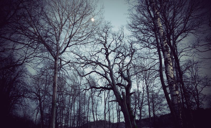 Spooky trees stock photo. Image of moon, nature, blue - 26178290