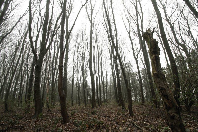 Spooky Trees stock image. Image of trunks, plants, blurred - 1043829