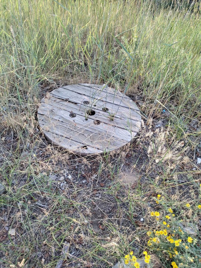 Spool in open field stock photo. Image of reptile, woodland - 232047044