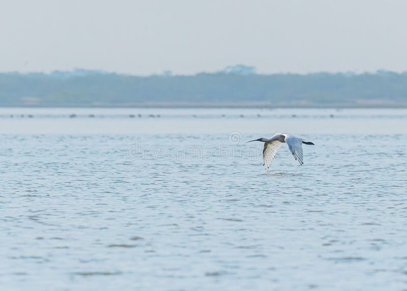 Spoon Bill Flying Over a Lake Stock Photo - Image of bill, fauna: 269032224