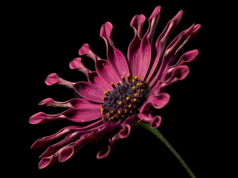 Spoon Daisy Picture. Image: 83078052