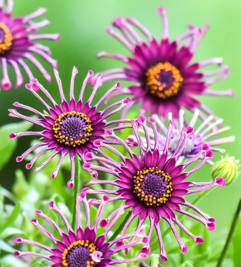 Spoon flowers stock photo. Image of garden, spring, spoon - 129360356