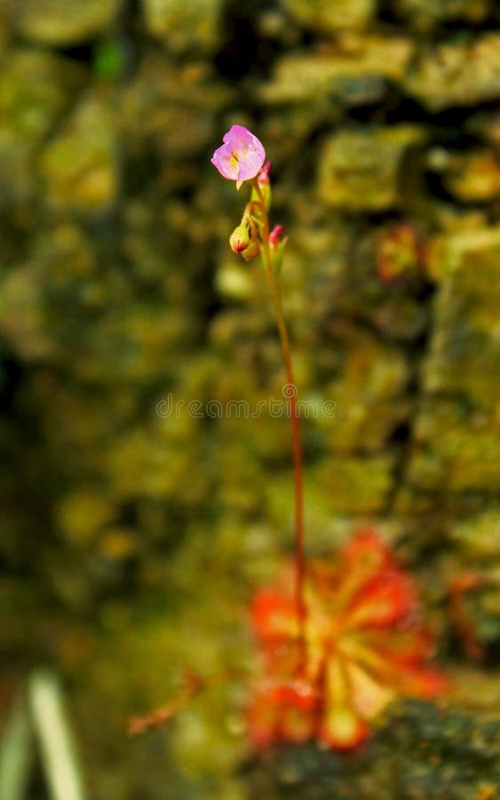 Drosera Spatulata, Sundew - Carnivorous Plant Stock Photo - Image of ...