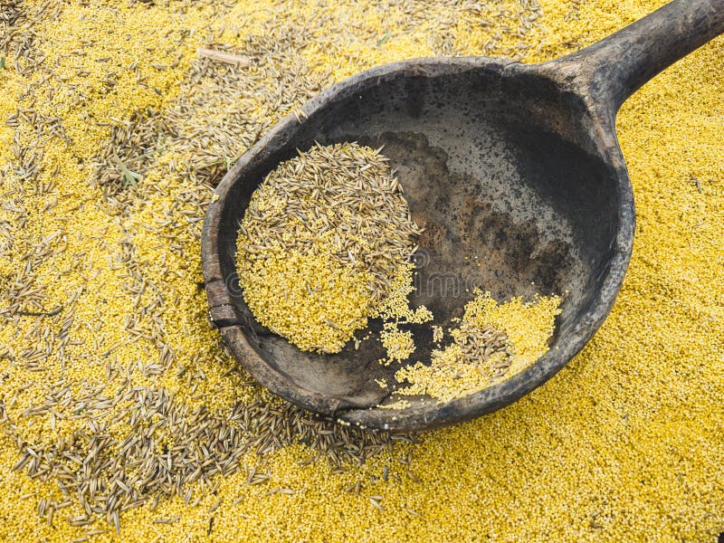 Wooden Spoon Scooping Up Pile Grains Stock Photos - Free & Royalty-Free ...