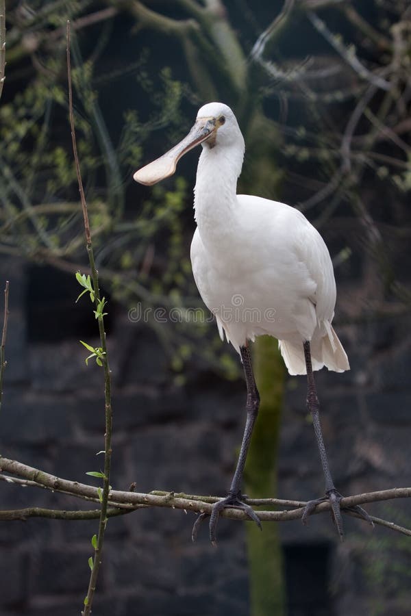 Spoonbill stock image. Image of roseate, legged, animal - 11287567