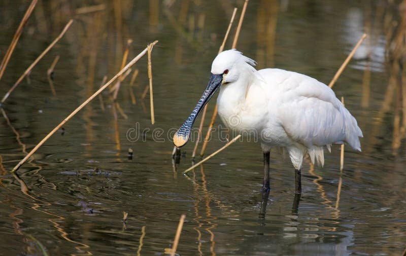 White Spoonbill Eating Fish and Drinking Water Stock Photo - Image of ...