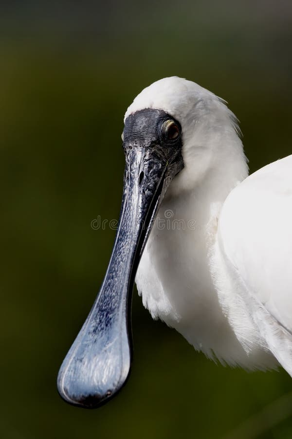 Spoonbill stock image. Image of waterbird, ornithology - 2307755