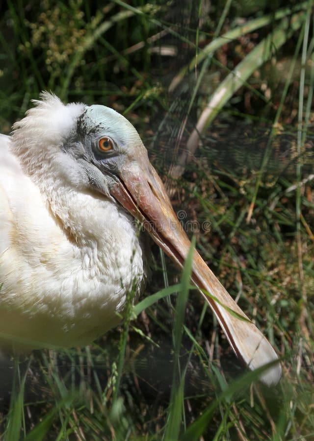 Spoonbill stock image. Image of nature, outdoor, birdwatcher - 27689683