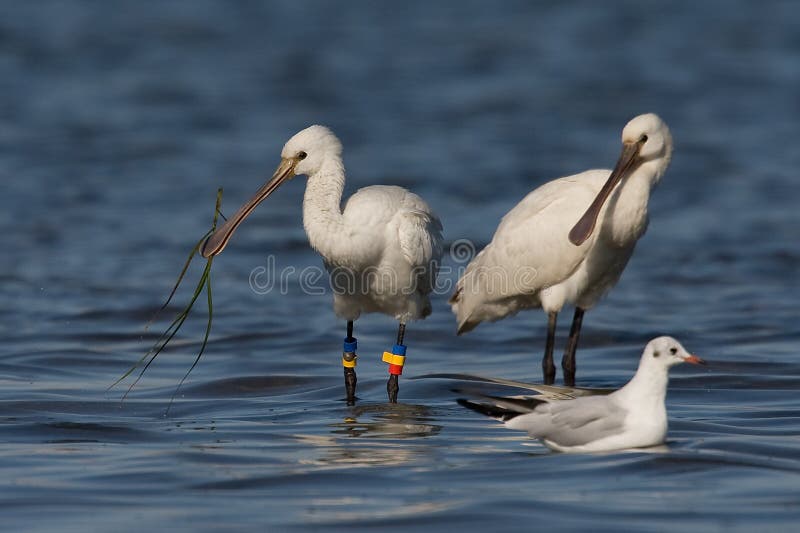 White Spoonbill Eating Fish and Drinking Water Stock Photo - Image of ...