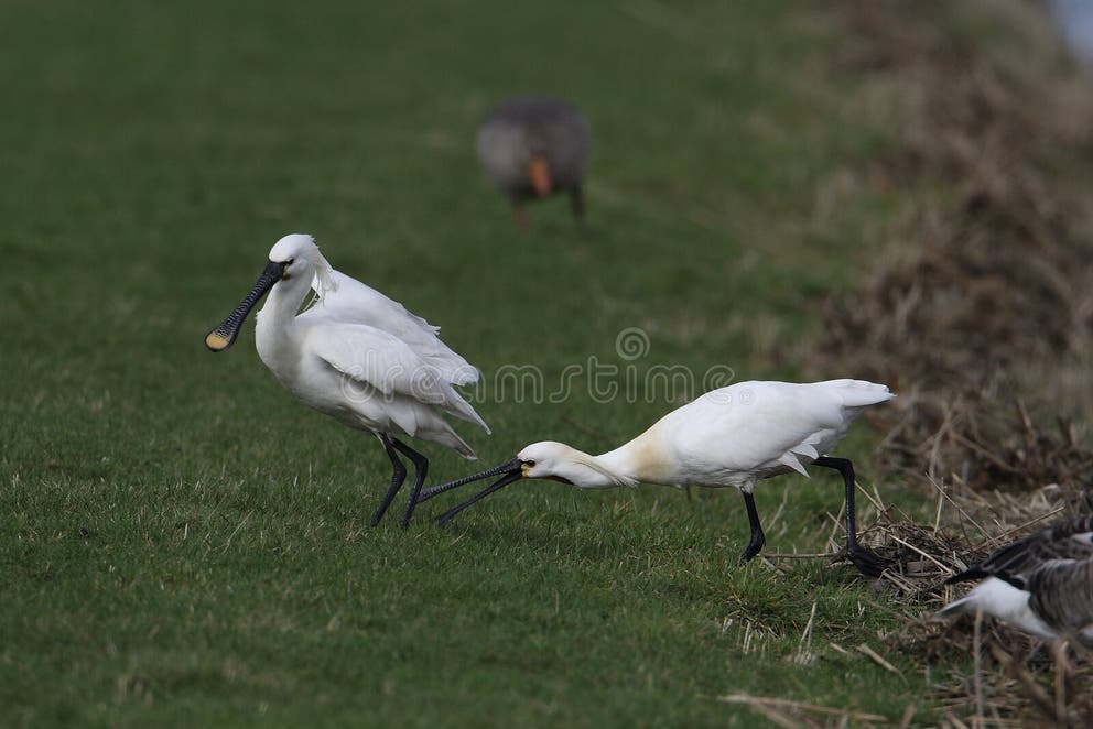 Spoonbill stock photo. Image of male, white, spoonbill - 8476700