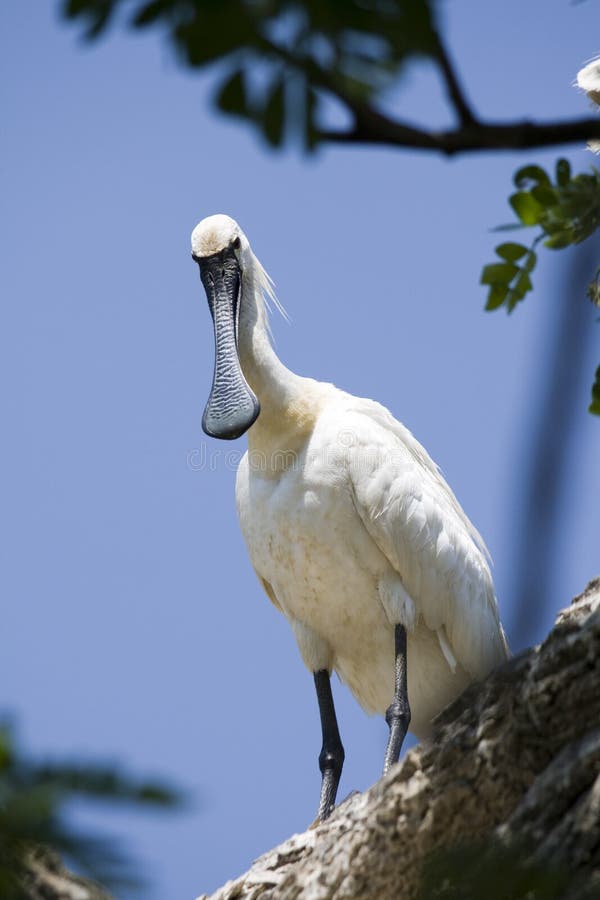Spoonbill stock photo. Image of sanctuary, karnataka, roseate - 8863440
