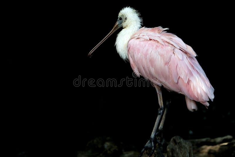 Black Face Spoonbill Photos - Free & Royalty-Free Stock Photos from ...