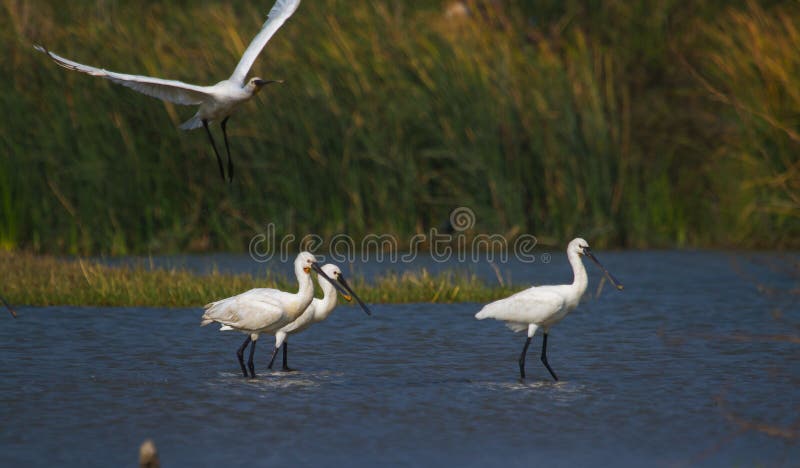 Spoonbill Line Art Stock Photos - Free & Royalty-Free Stock Photos from ...