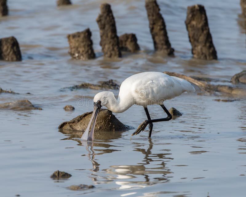 Spoonbill Black-faced foto de archivo. Imagen de amanecer - 81761352