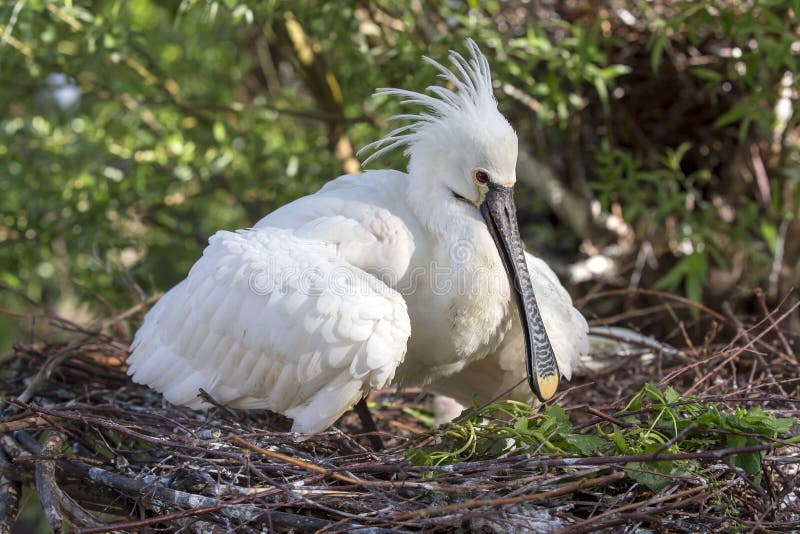 Spoonbill stock image. Image of feather, animal, aves - 120024429