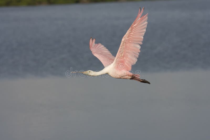 Spoonbill in Flight Across the Pond Stock Photo - Image of roseate ...