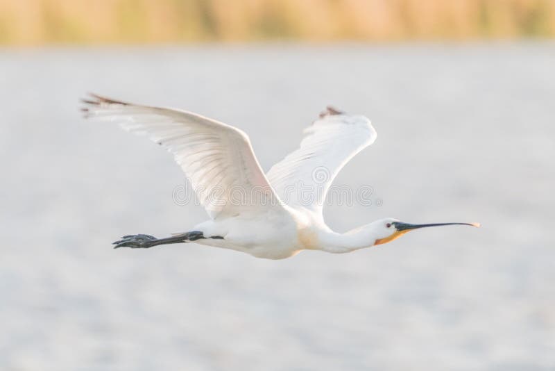 Eurasian Spoonbill In Flight Stock Photo - Image of eurasian, feather ...