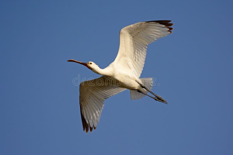 Spoonbill flying stock image. Image of wildlife, organism - 73727357