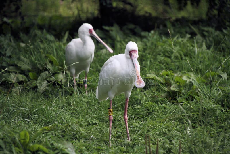 737 Spoonbill Duck Stock Photos - Free & Royalty-Free Stock Photos from ...