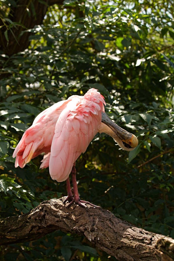 Spoonbill pink stock image. Image of close, feathers - 43579707