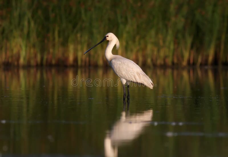 White Spoonbill Eating Fish and Drinking Water Stock Photo - Image of ...