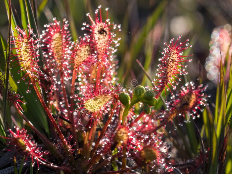 Drosera intermedia stock image. Image of green, flower - 58801439