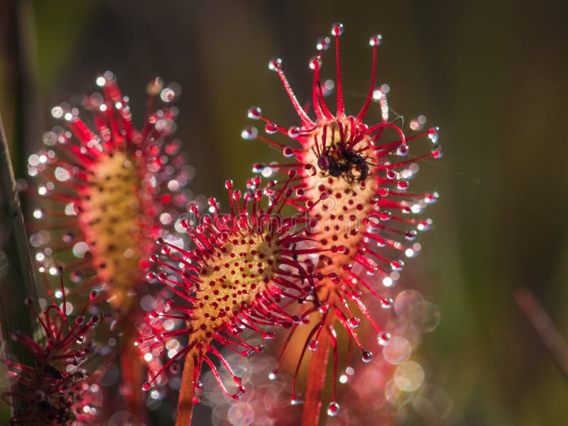 Drosera intermedia stock image. Image of green, flower - 58801439