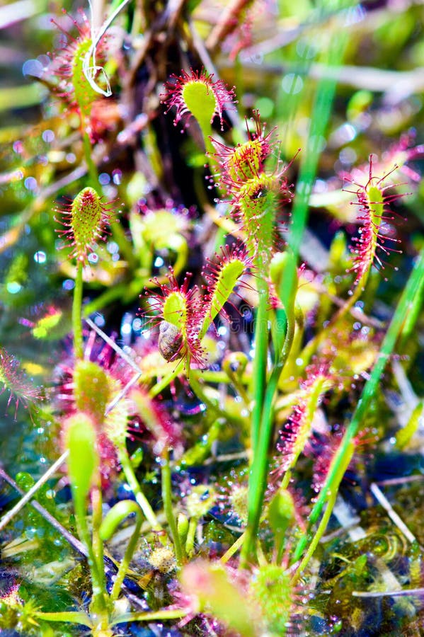 Drosera intermedia stock image. Image of green, flower - 58801439