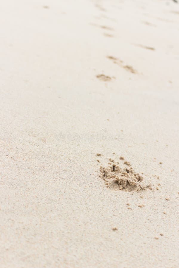 Spoor of dog stock photo. Image of nature, coast, texture - 95425850