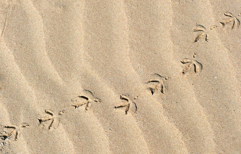 Spoor Van Een Vogel in Het Zand Stock Foto - Image of voetafdruk ...