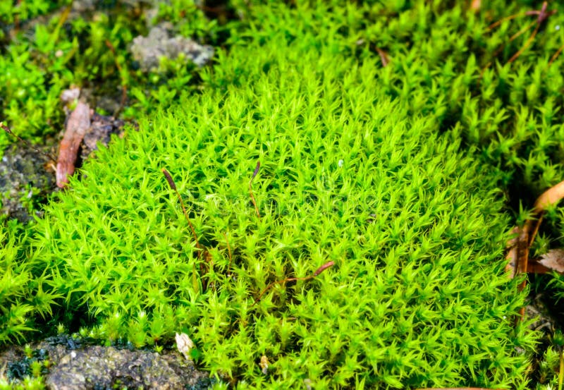 A Spore Box, a Reproductive Organ of Moss on a Green Background ...