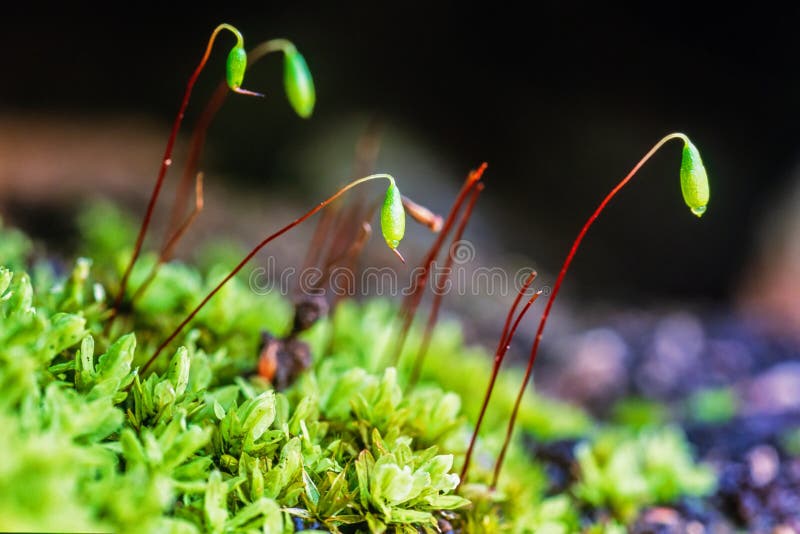Spore Capsules in Green Moss Stock Photo - Image of macro, polytrichum ...