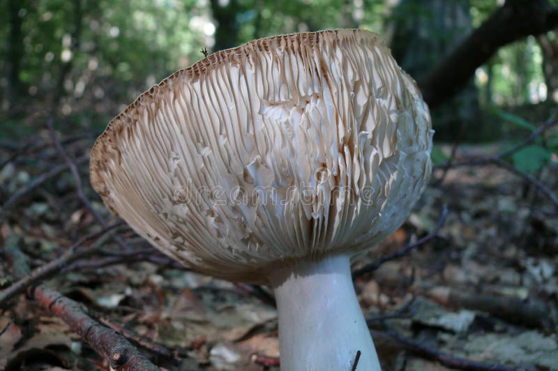 Spore case stock photo. Image of shadows, retirement - 63315636