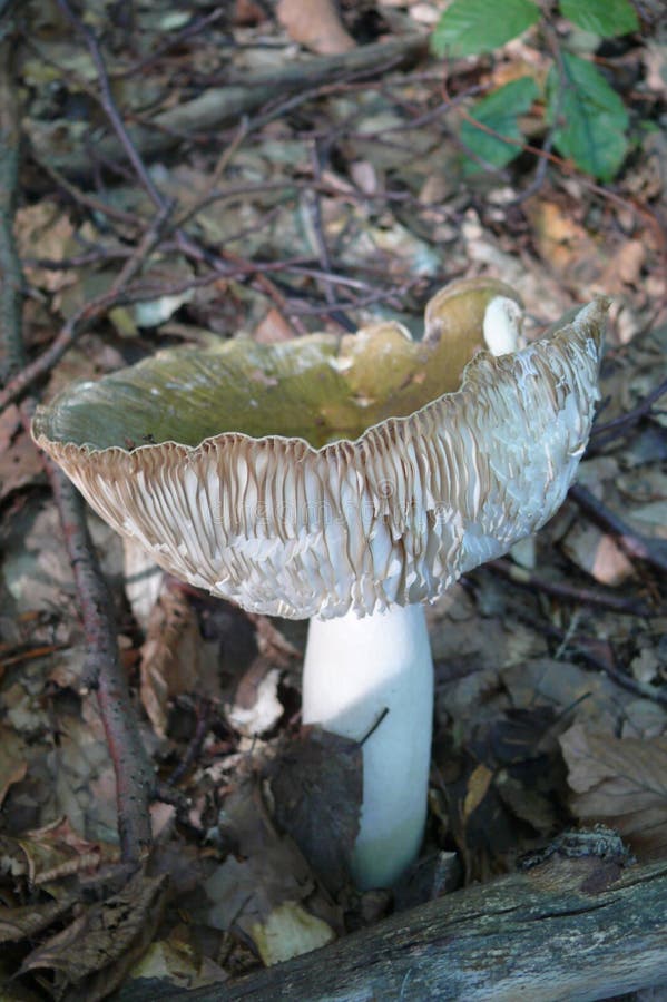 Spore Case of Old Mushroom 2 Stock Photo - Image of serrate, used: 63316156