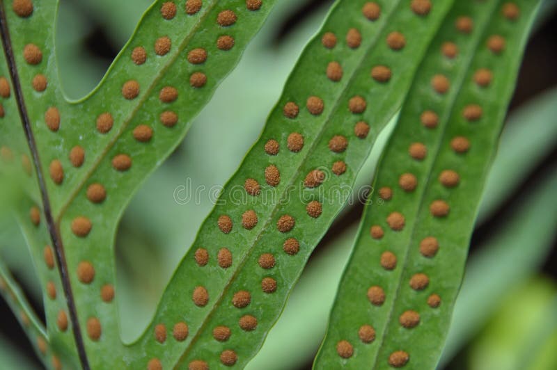 Spore di felce fotografia stock. Immagine di vene, particolare - 14890042