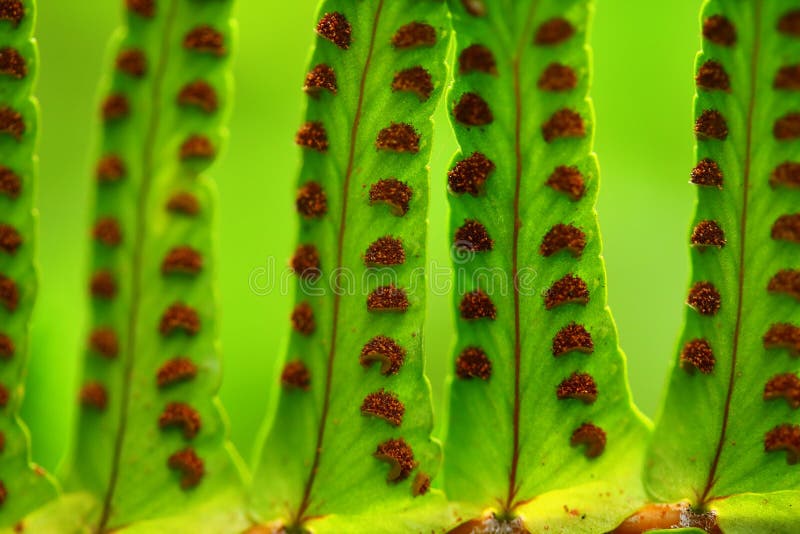Spore Della Felce a Macroistruzione Immagine Stock - Immagine di ...
