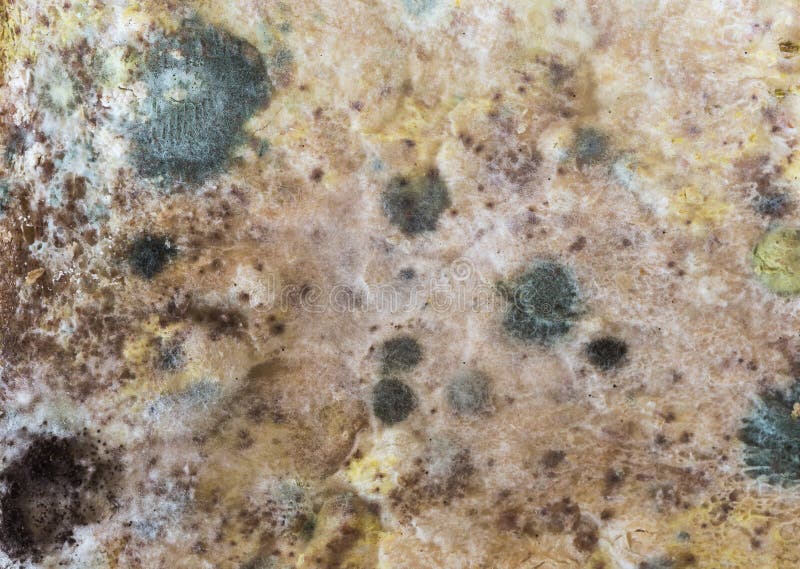 Muffa Sulle Fette Di Pane Bianco Muffa Su Alimento Pane Con Muffa ...