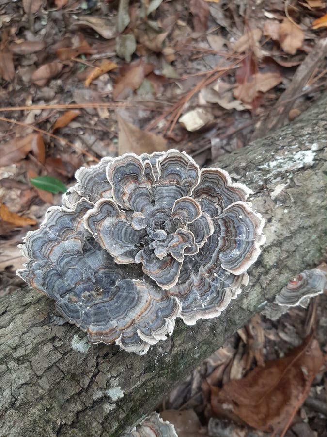 Spore growth on tree stock image. Image of spore, tree - 161488621