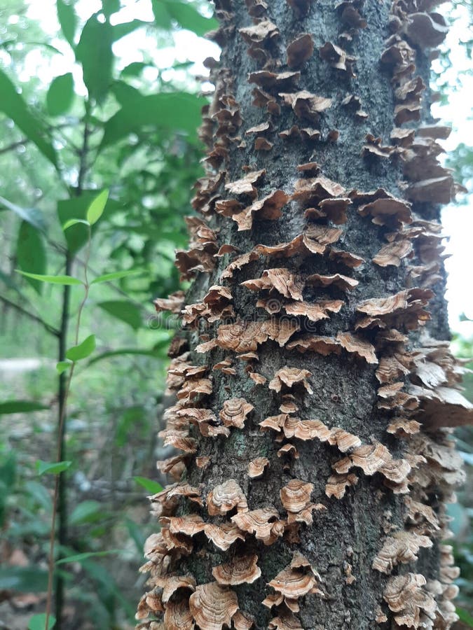 14,612 Spore Photos - Free & Royalty-Free Stock Photos from Dreamstime