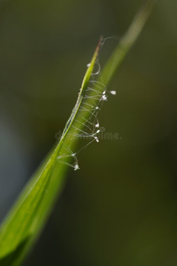 Spore stock image. Image of sunshine, hidden, green, nature - 85339061