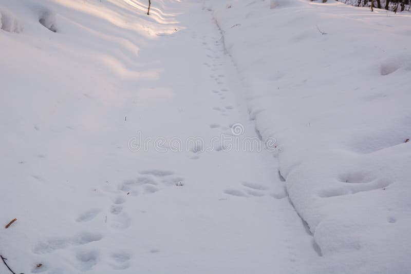 Sporen Van Een Haas in De Sneeuw Sporen Van Dieren in Het Bos in De ...